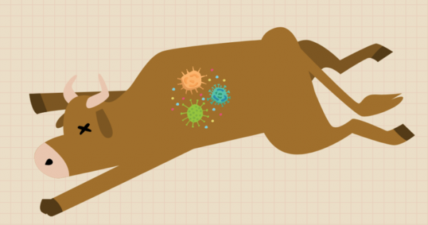 Warning! Contact with sick animals may lead to anthrax infection ...